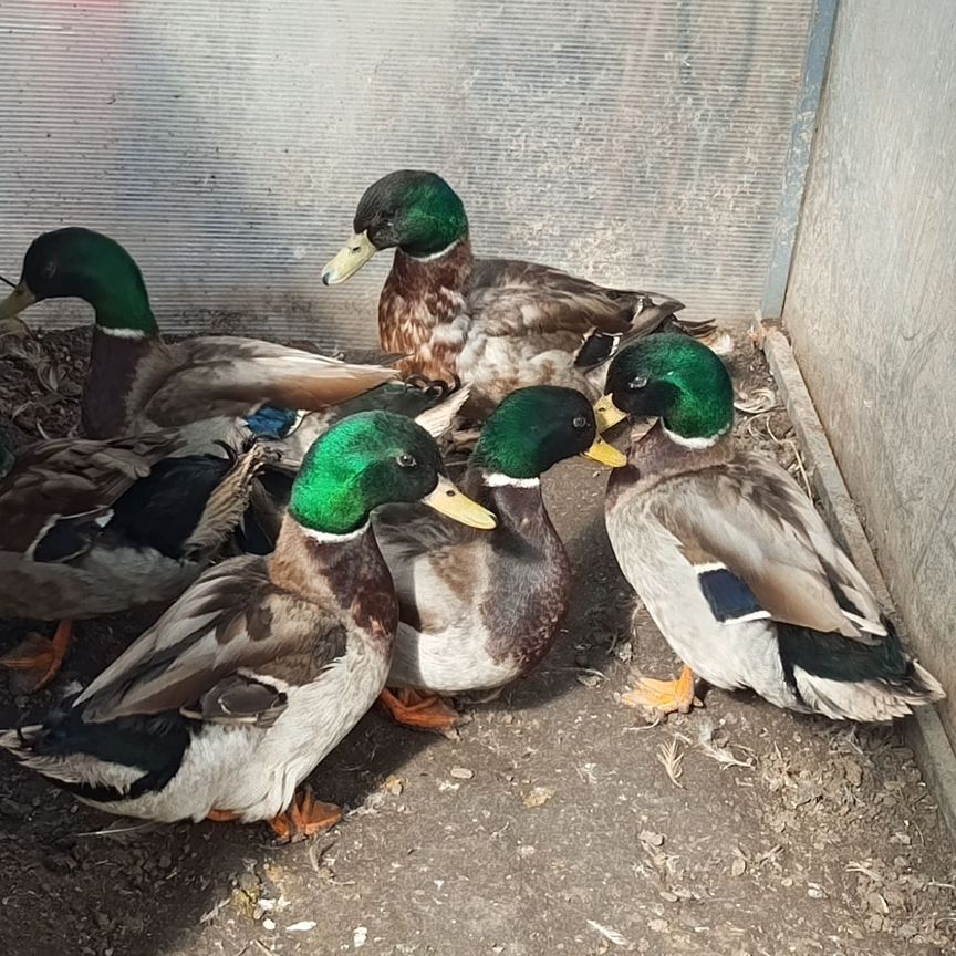 Селезень подсадной утки