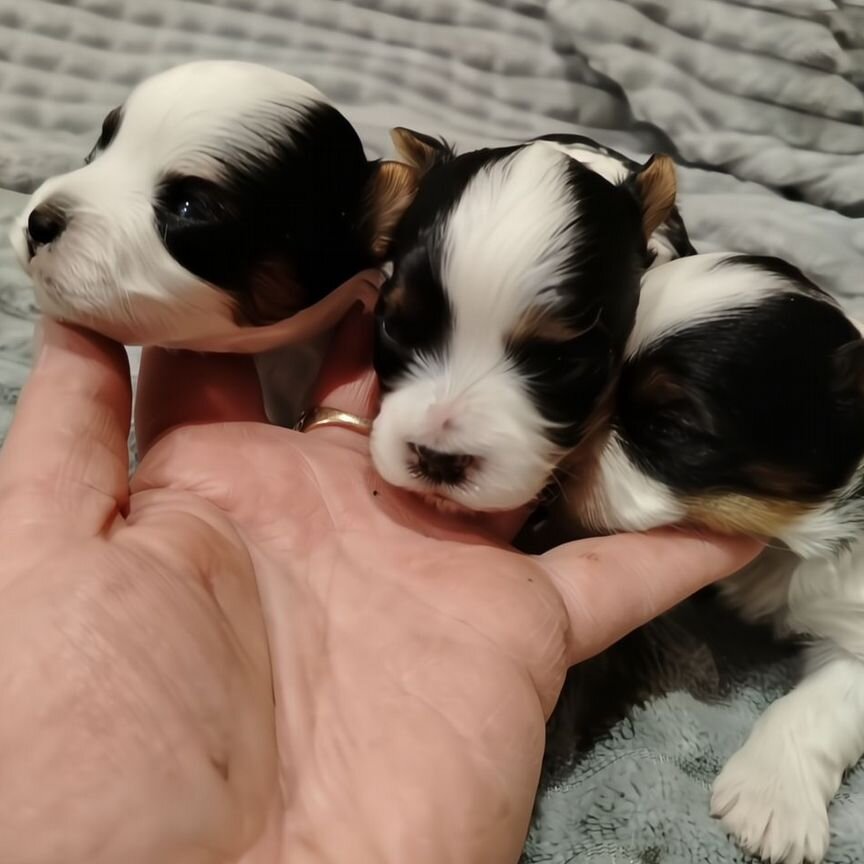 Бивер-йоркширский терьер, щенок