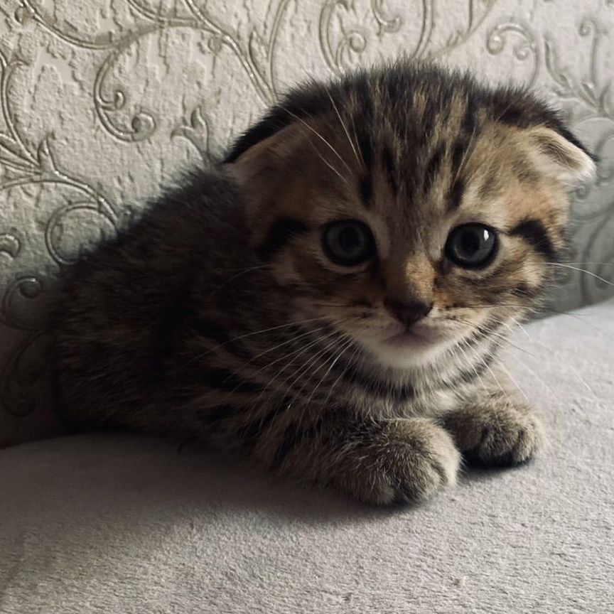 Британские котята шоколадные