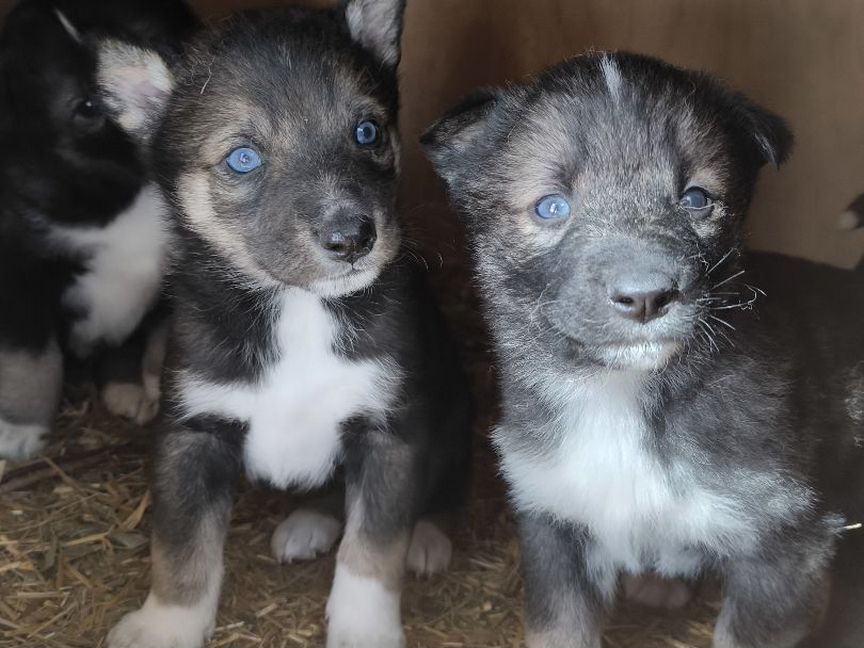 Щенки лайки