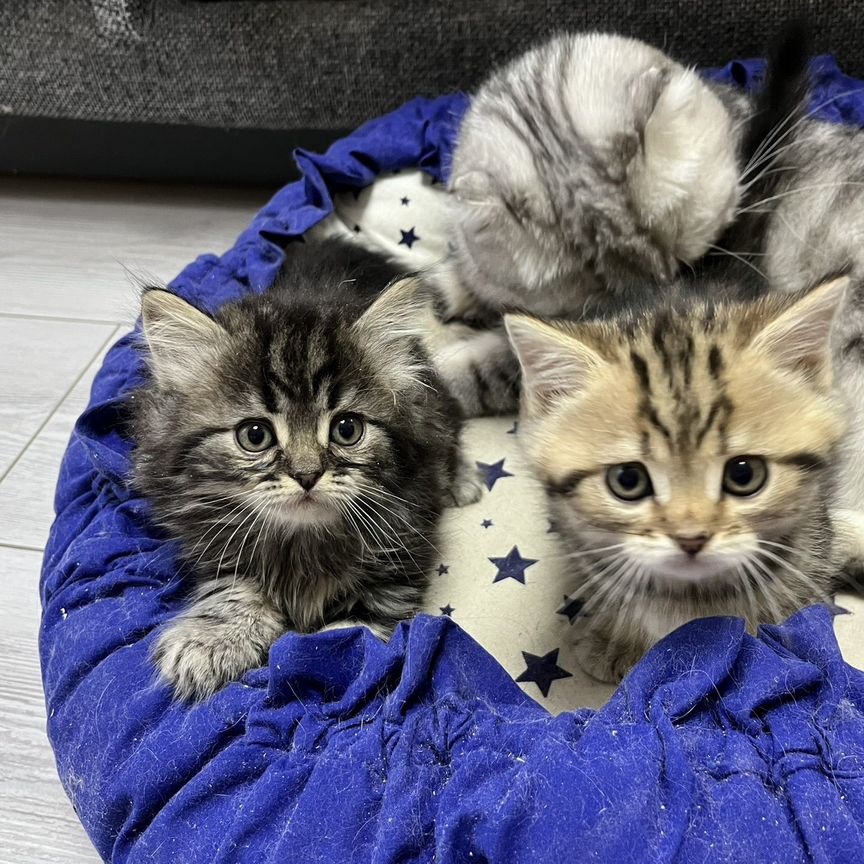 Шотландские котята