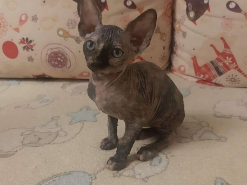 Продаю котёнка сфинкс