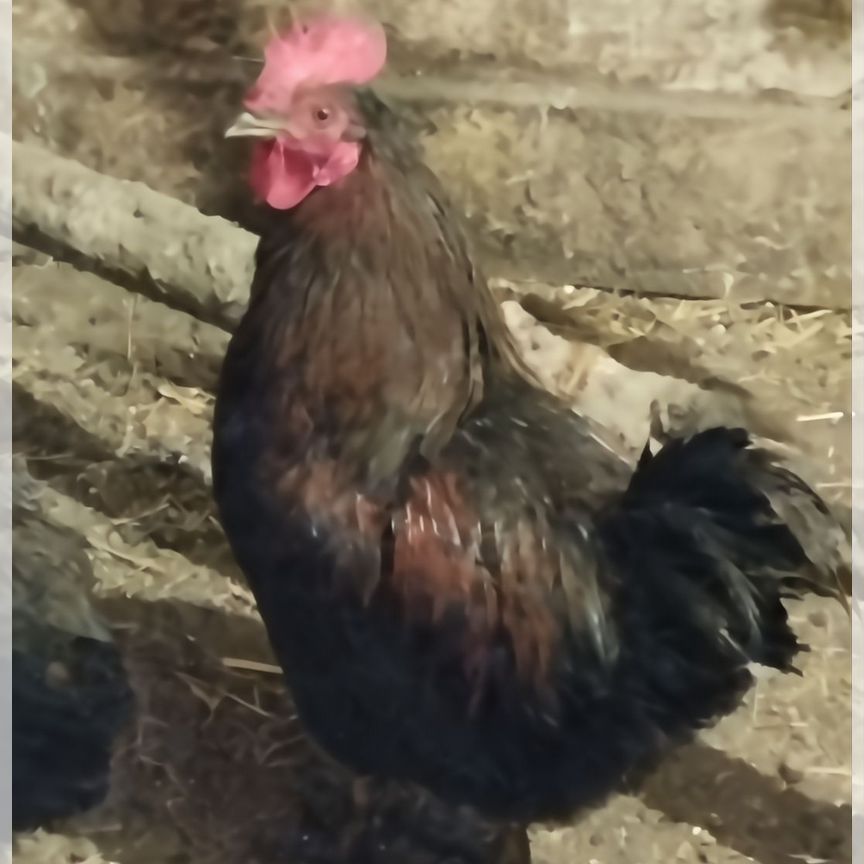 Молодые петухи домашние