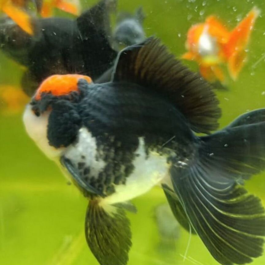 Аквариумные рыбки Золотые