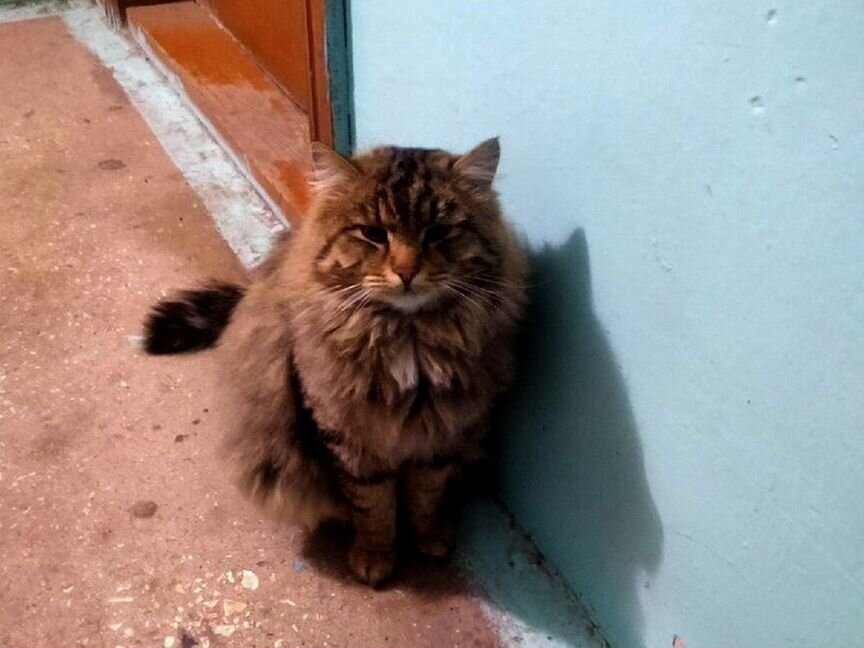 Распускают дом их