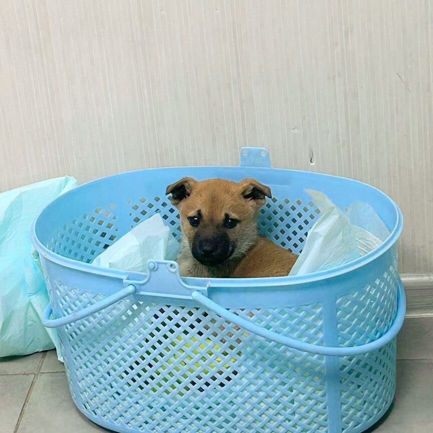 Щенок в добрые руки девочка