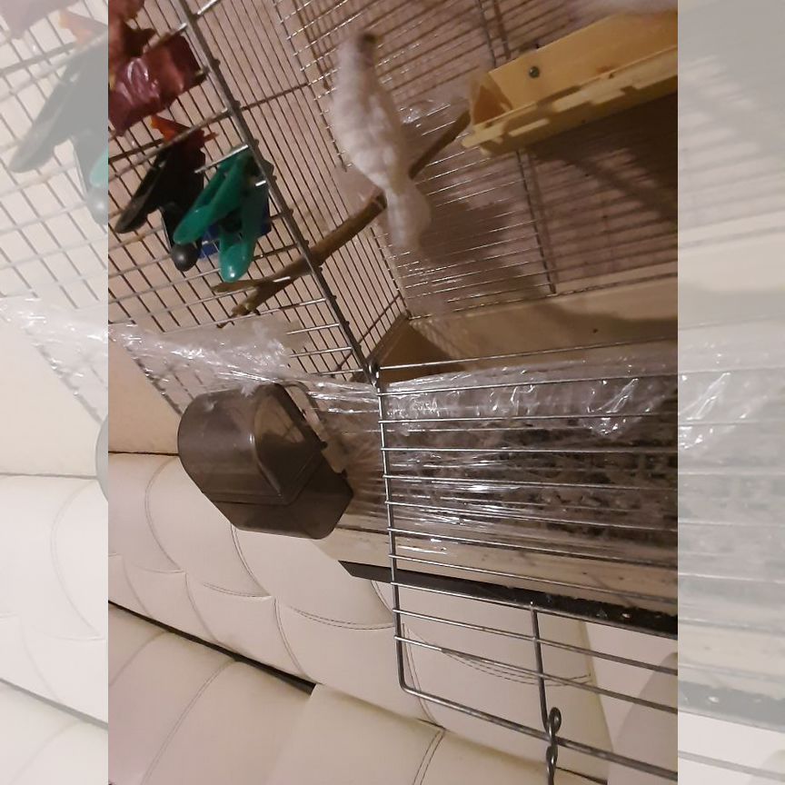 Продам Канарейки