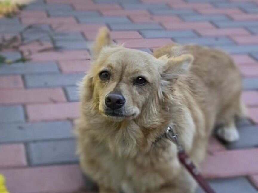 Чики и Рики