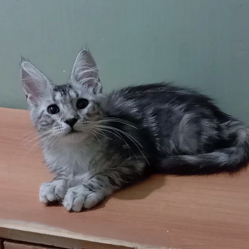 Котёнок мейн-кун девочка 3 мес