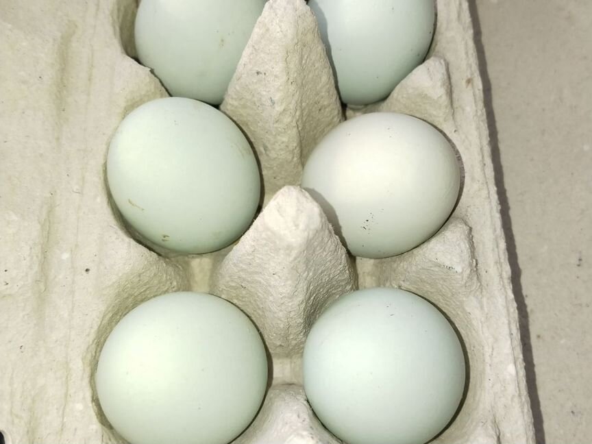 Инкубационное яйцо кур породы Ухейилюй