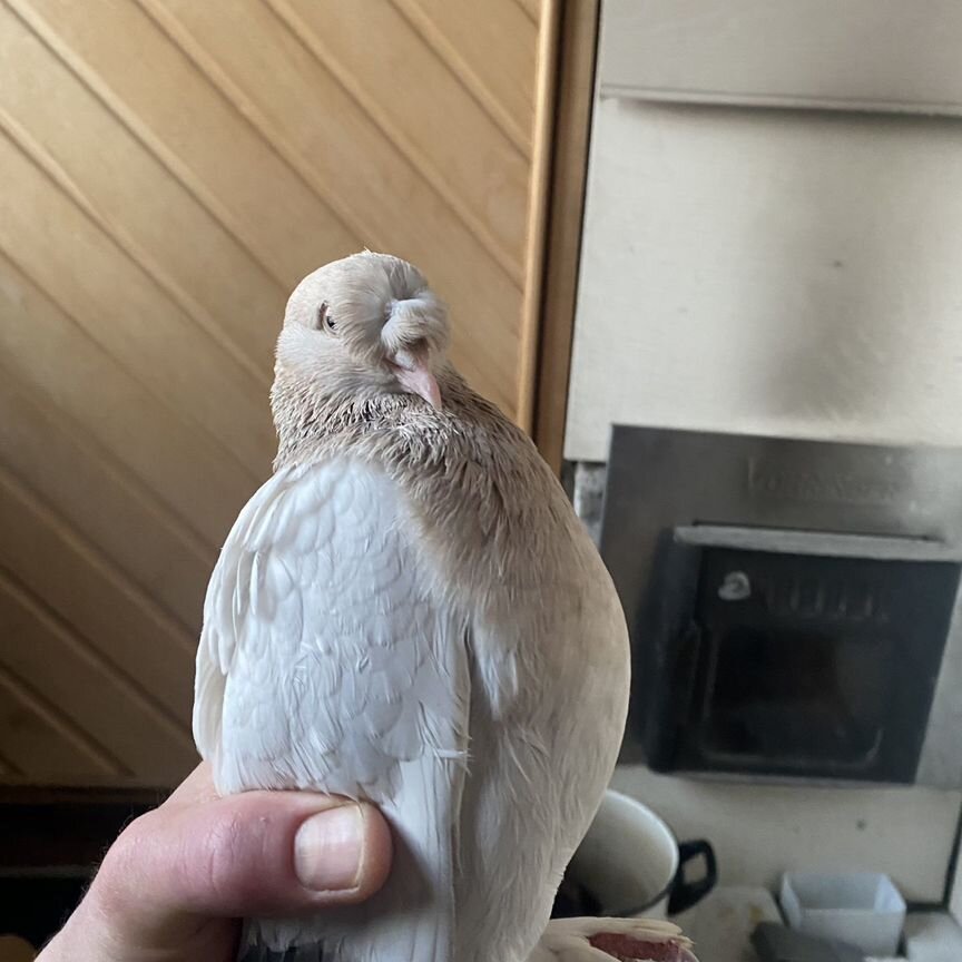 Найден голубь чубатый