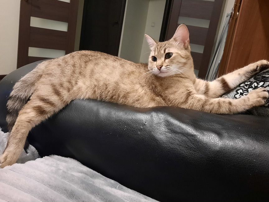 Кошка