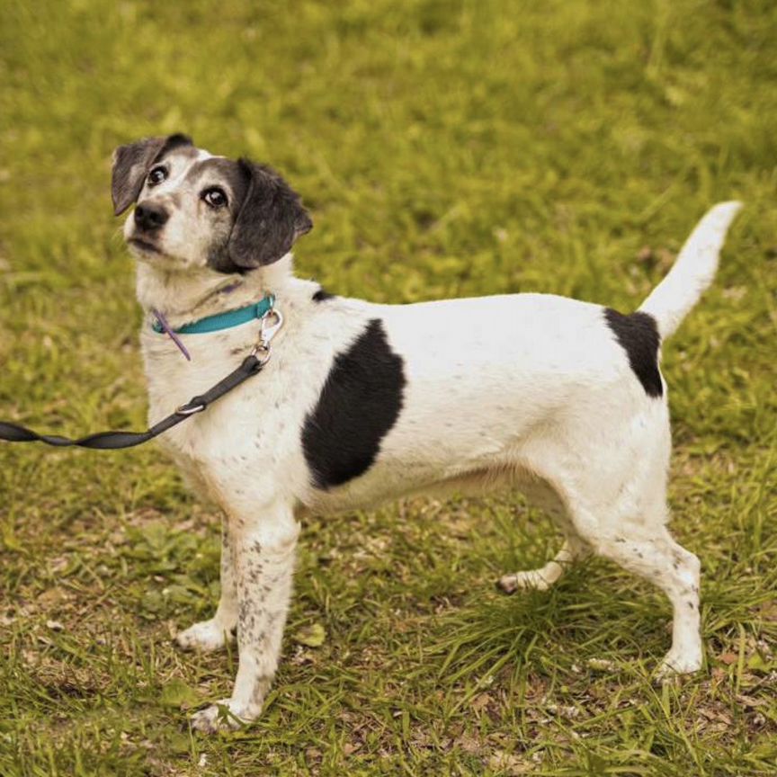 Грей верный друг и отличный компаньон