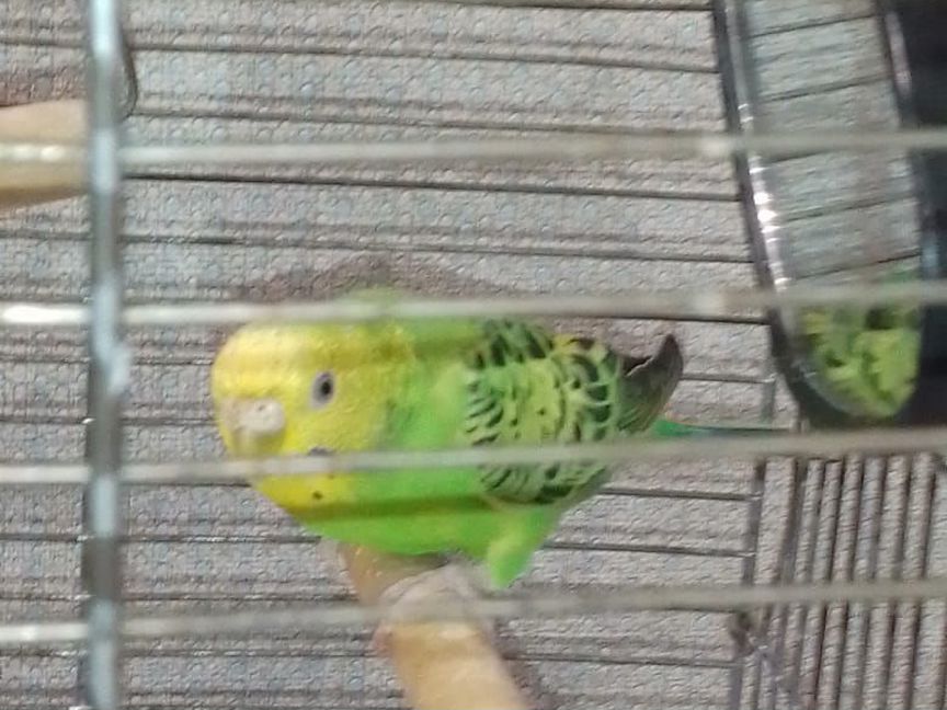 Волнистый попугай девочка