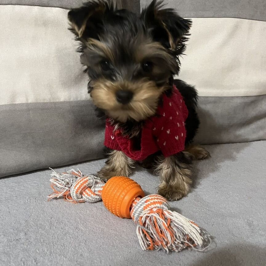 Мальчик йорик