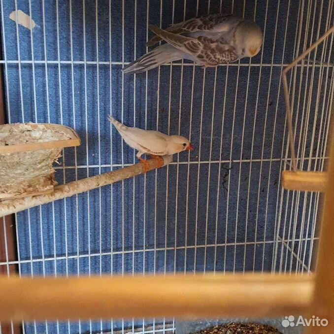 Амадин и волнистый попугай