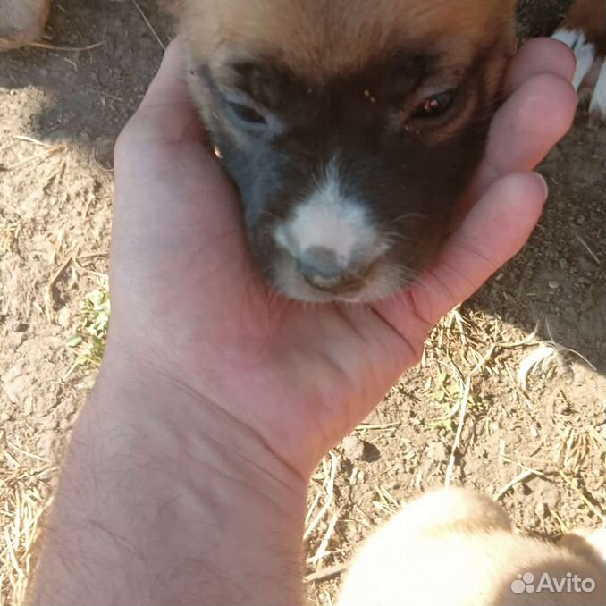 Щенки смешанные стафф и овчарки. Полторамесечные