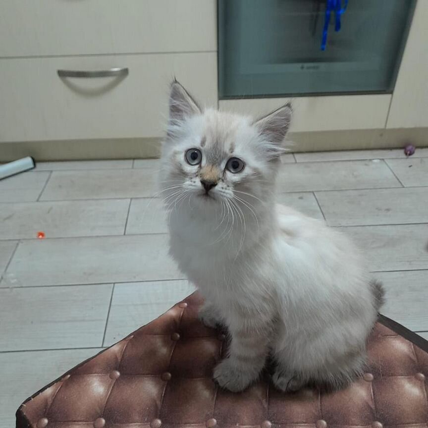 Котята 3мес