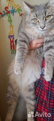 Помогите найти кошку