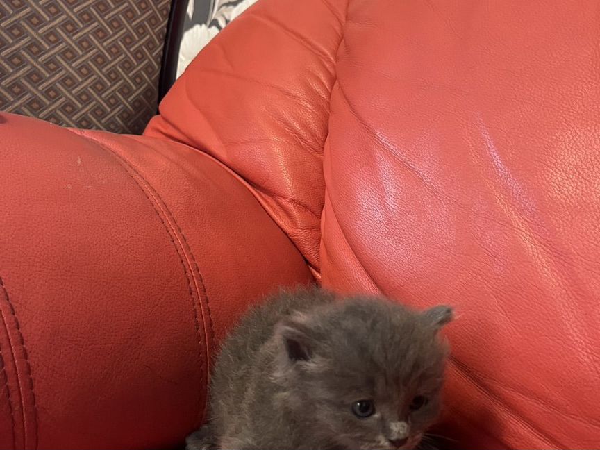 Котята норвежская лесная