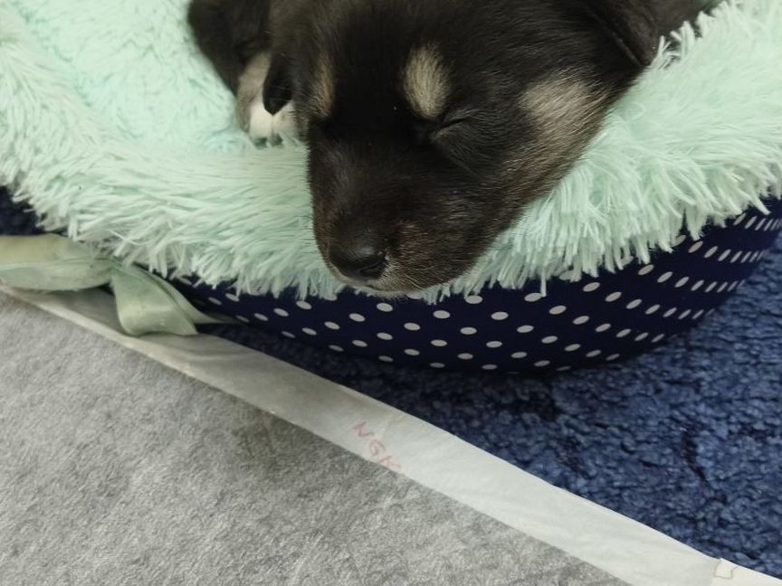 Собака в добрые руки отдам бесплатно