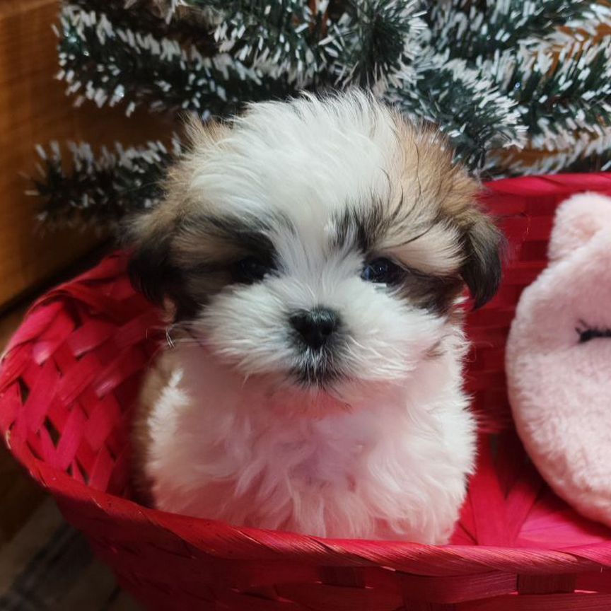 Мальтипу, щенок