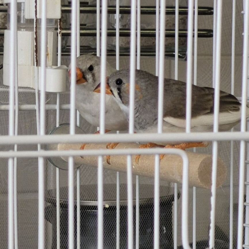 Зебровые амадины