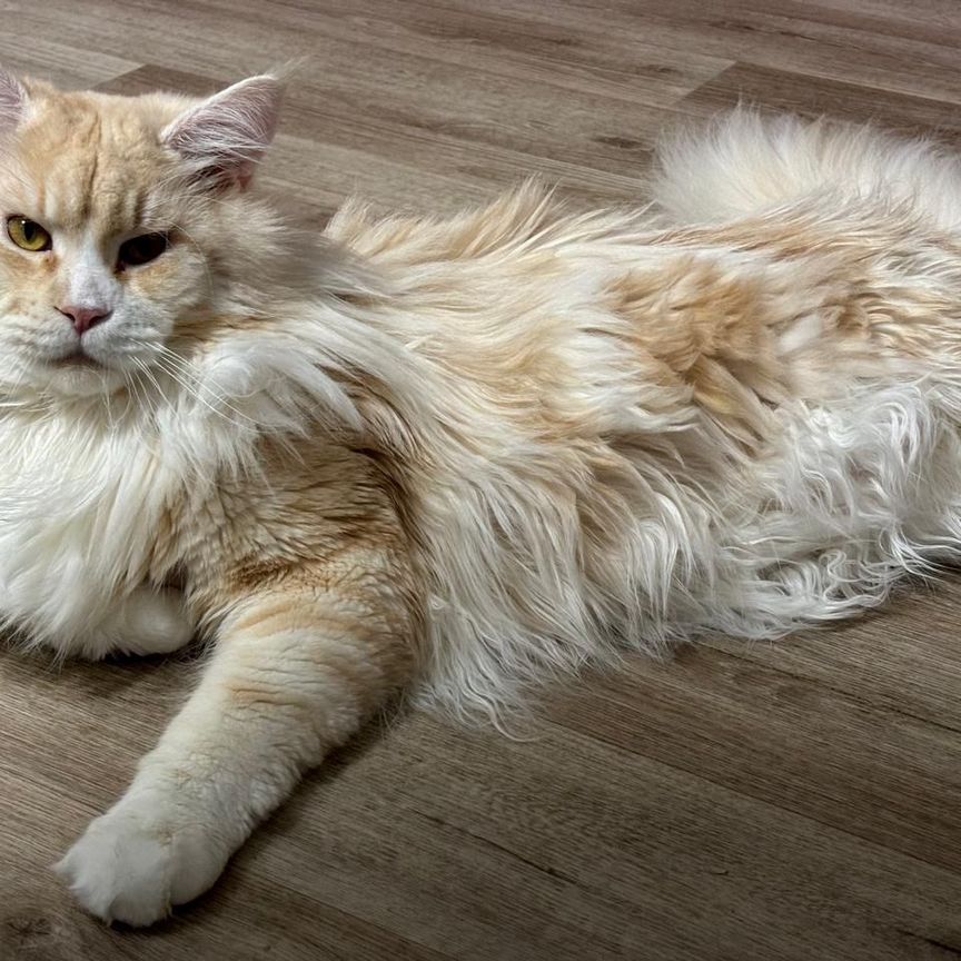 Котики мейкун в добрые руки