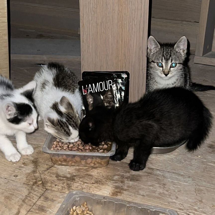 Котята в добрые руки