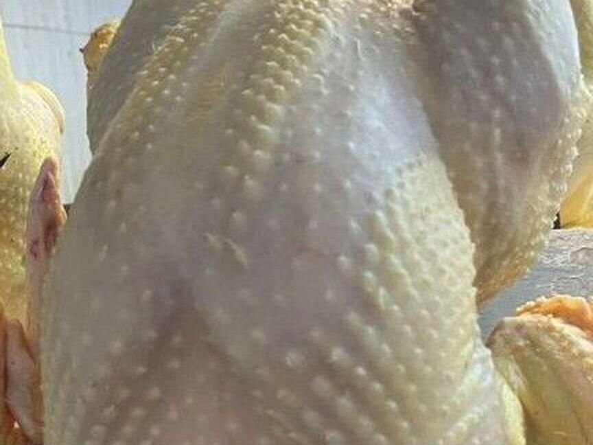 Продажа домашней птицы из Кавказа