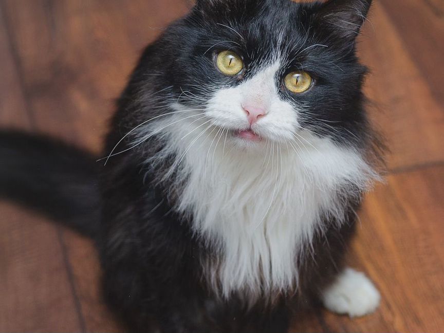 Котик Маркиз ждет