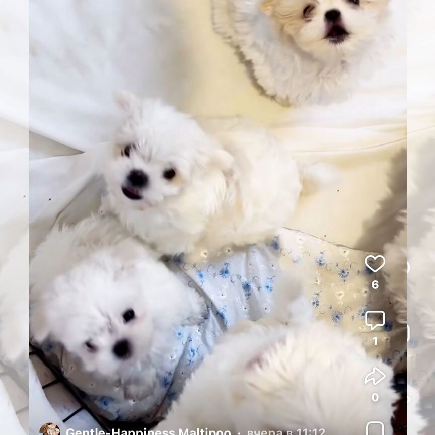 Мальтийская болонка, щенок