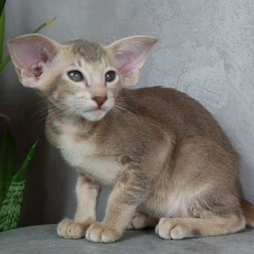 Ориентальная