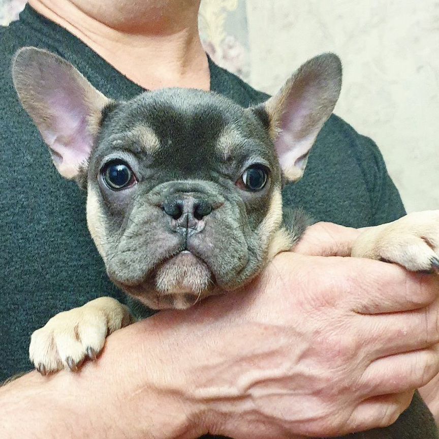 Французский бульдог, щенок