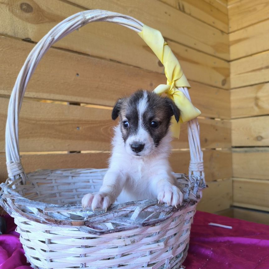 Малышка в добрые ручки