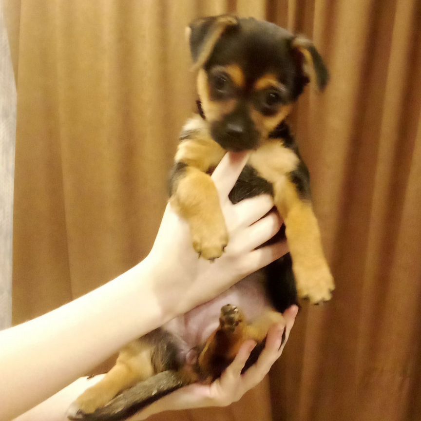 Английский той-терьер, щенок