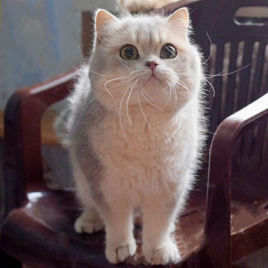 Британский короткошёрстный, взрослый кот