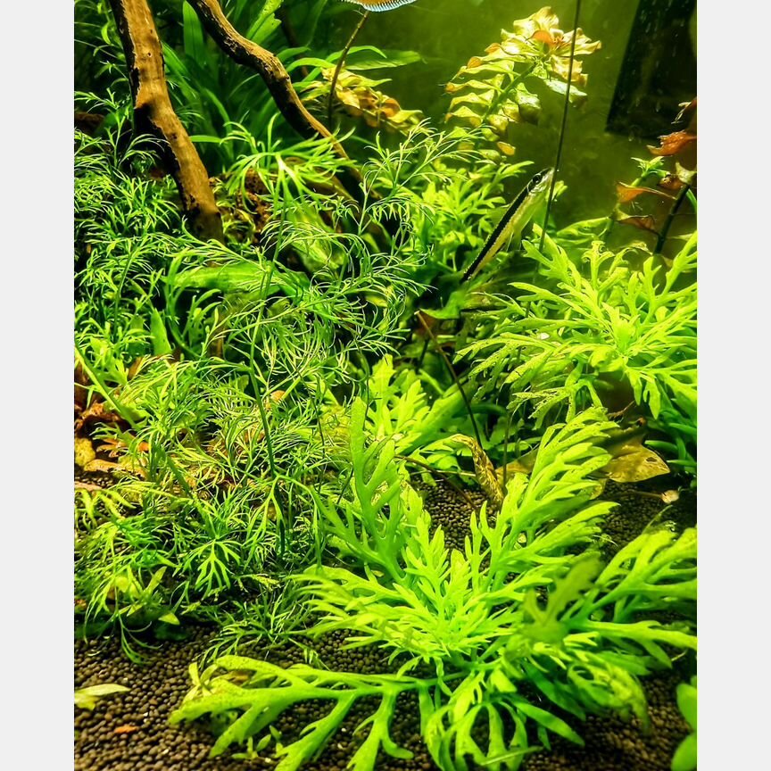 Аквариумные растения