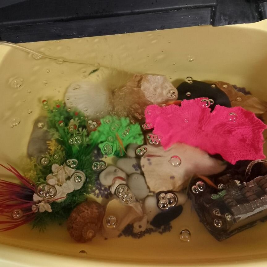 Аквариумные рыбы