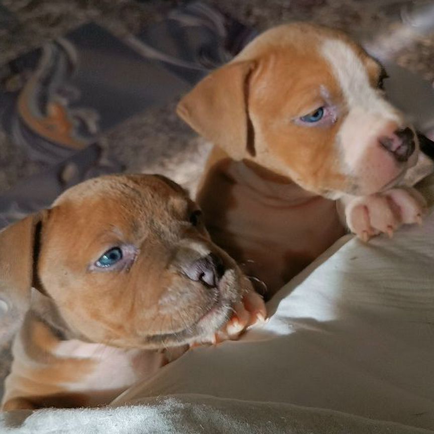 Американский стаффордширский терьер, щенок