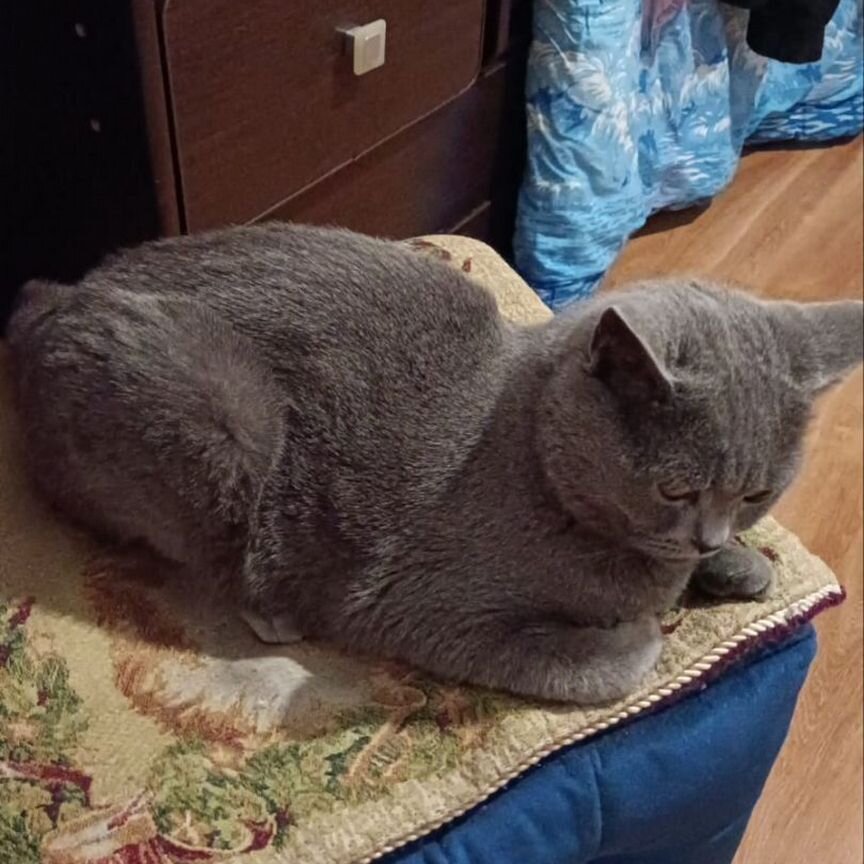 Британские котята бесплатно