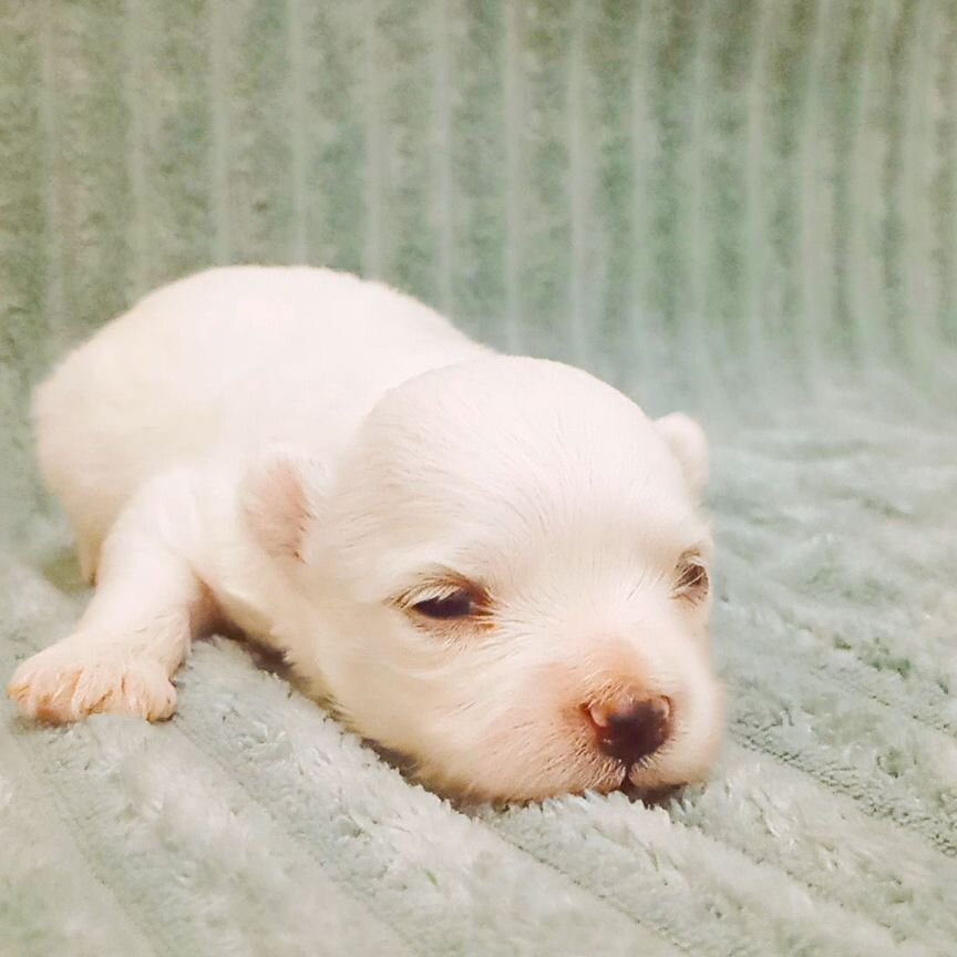 Щенки мальтезе мальчики