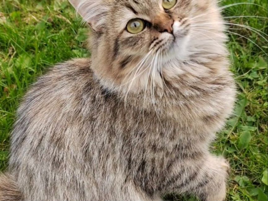 Лесная красавица