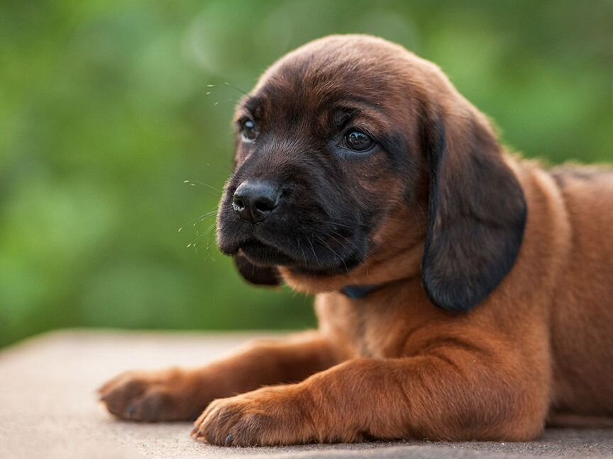 Очаровательная кроха баварской гончей