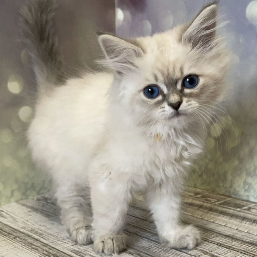 Невский маскарадный мальчик