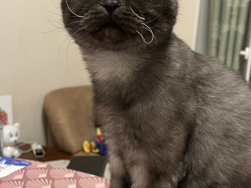 Мама кошка и сынок котик