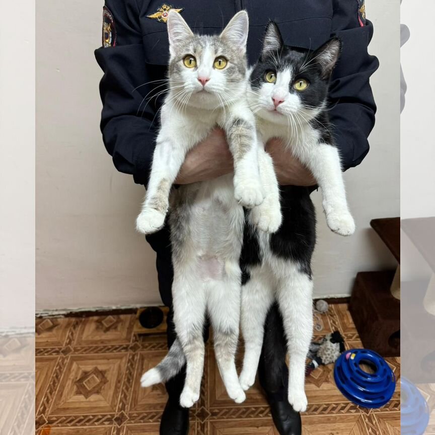 Ласковые котики в добрые руки