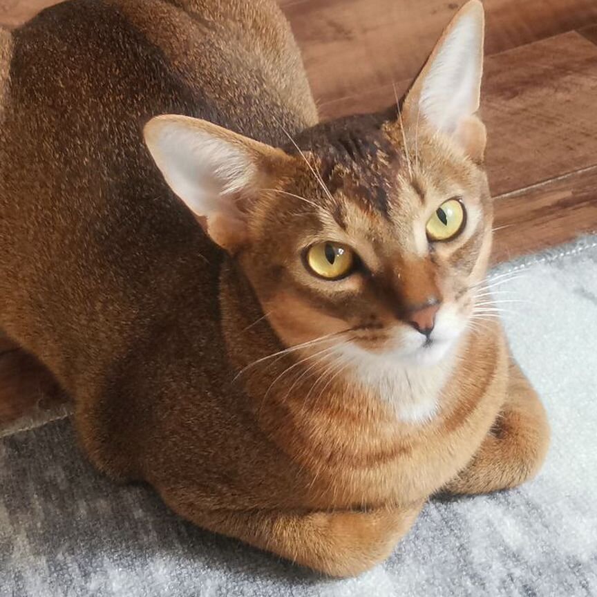 Абиссинский котёнок