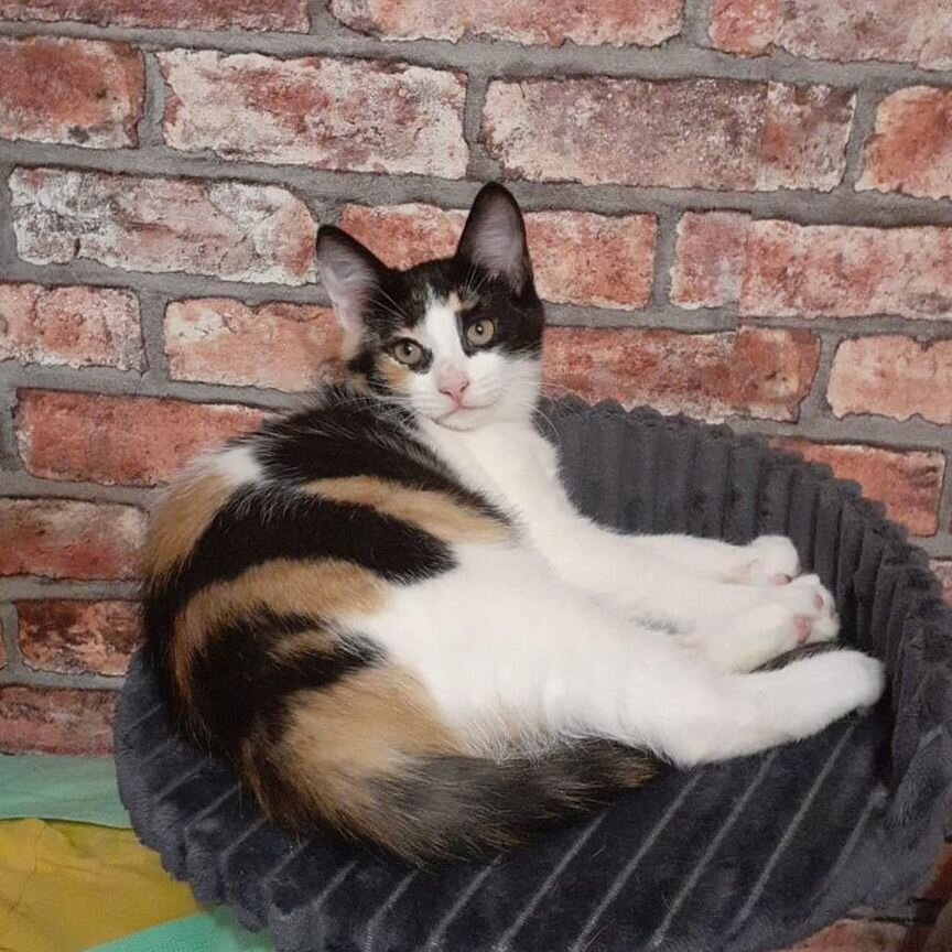 Котёнок трехцветная в добрые руки