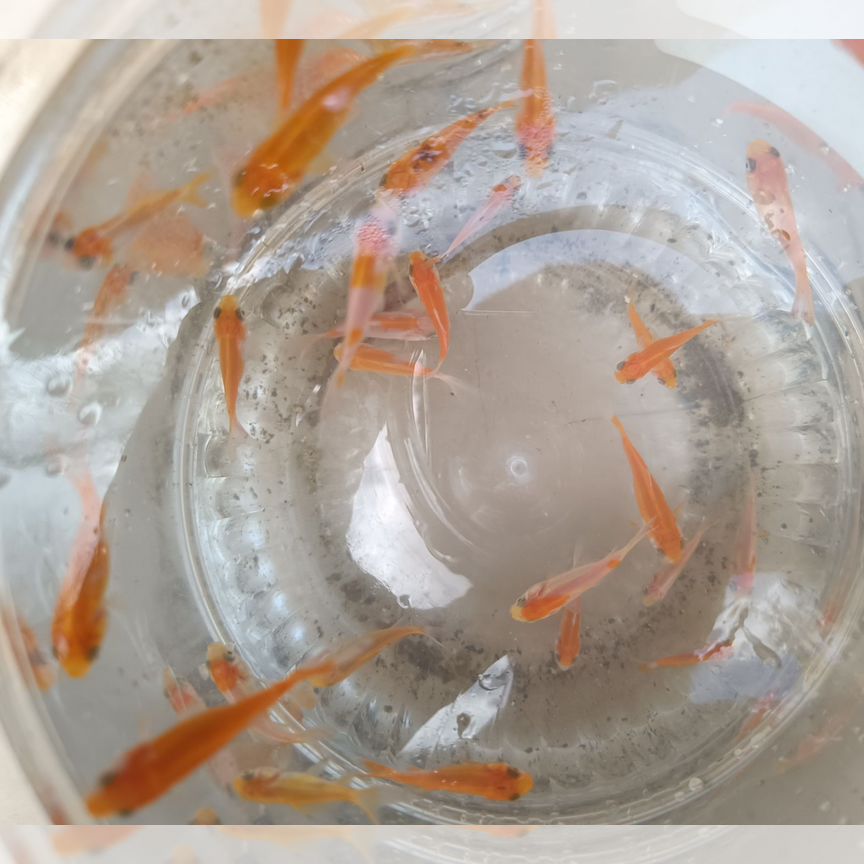 Карась комета вуалехвост